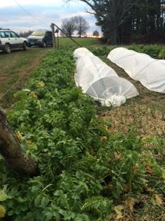 Cole Play: Crops for Winter Gardening - Fine Gardening