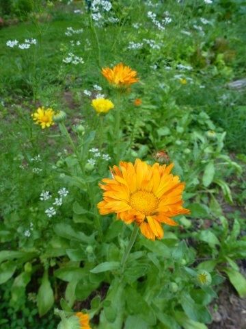 Midsummer Garden - Fine Gardening