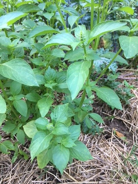 Lemon Basil - Fine Gardening