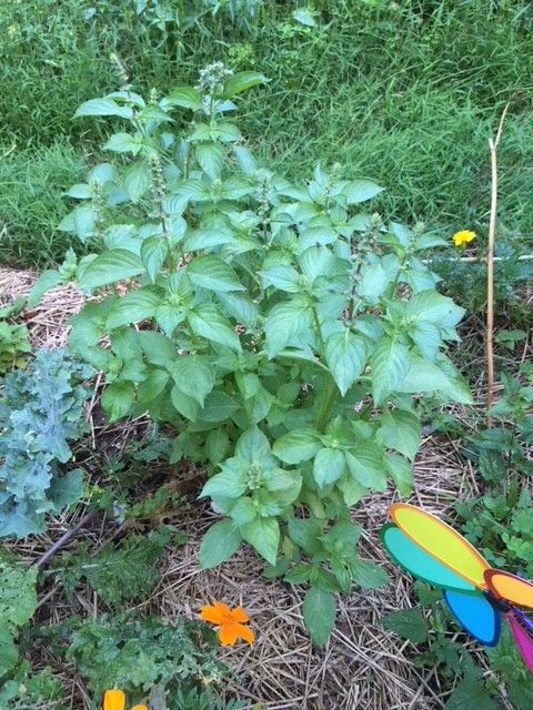 Lemon Basil - Fine Gardening