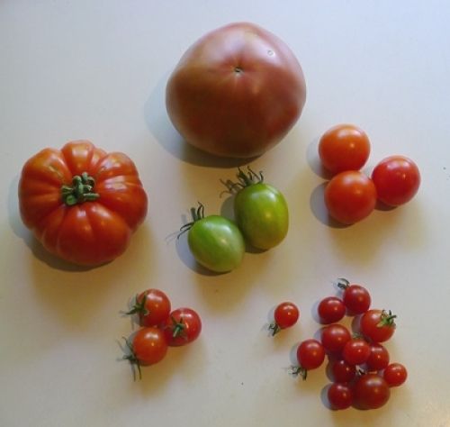 Top Tomato Choices for 2016 - Fine Gardening