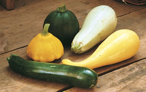 How to Grow Superb Summer Squash - FineGardening