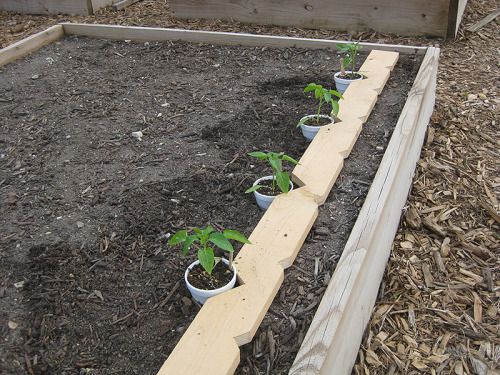 DIY Plant Spacer - Fine Gardening