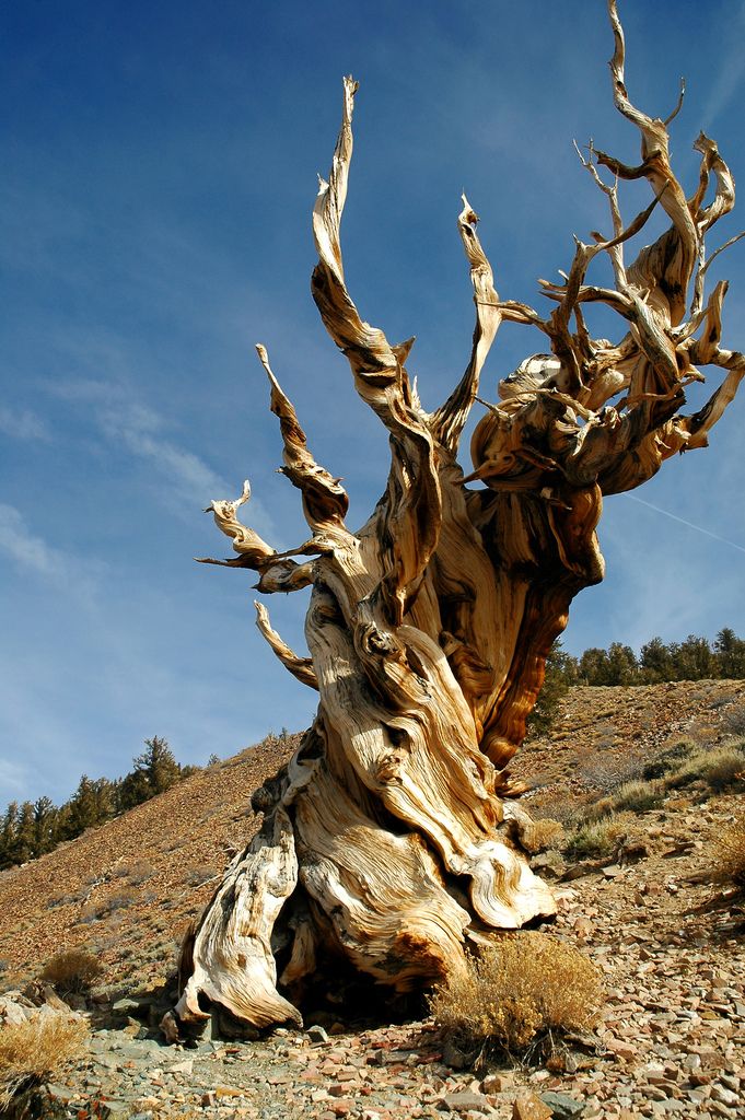 In awe of ancient trees - FineWoodworking