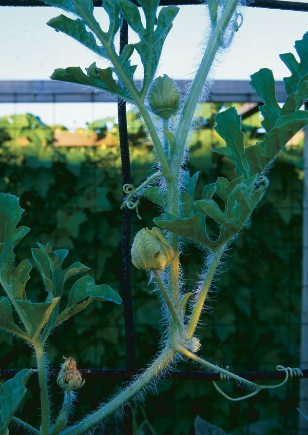 How to Grow Watermelons - FineGardening