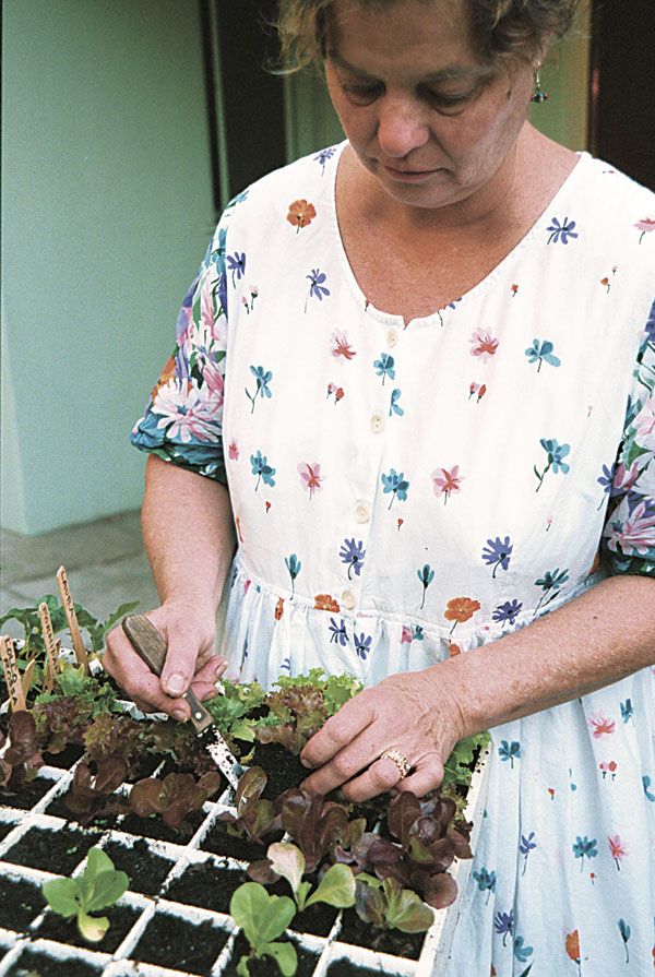 Seed Starting in Speedling Trays - FineGardening