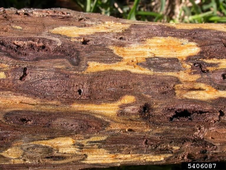 The Eastern Black Walnut and Thousand Cankers Disease - FineWoodworking