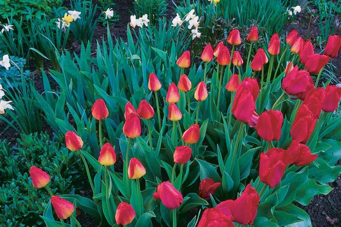 Fall Bulb Planting: Everything You Need to Know for a Spectacular ...