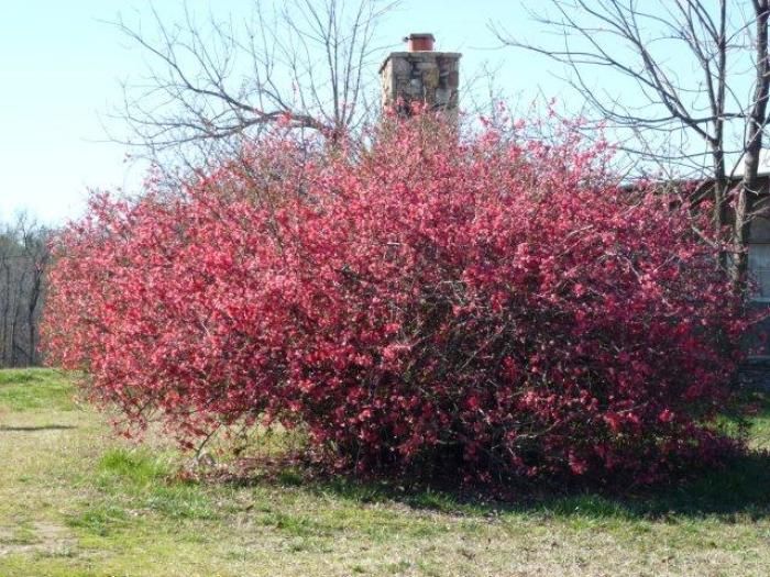 Spring Forward - Fine Gardening