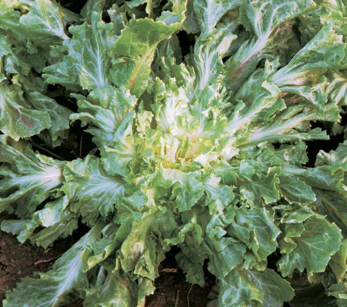 How to Grow Escarole and Endive - FineGardening