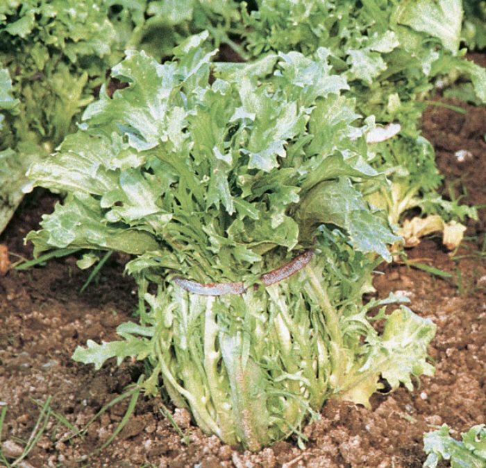 How to Grow Escarole and Endive - FineGardening