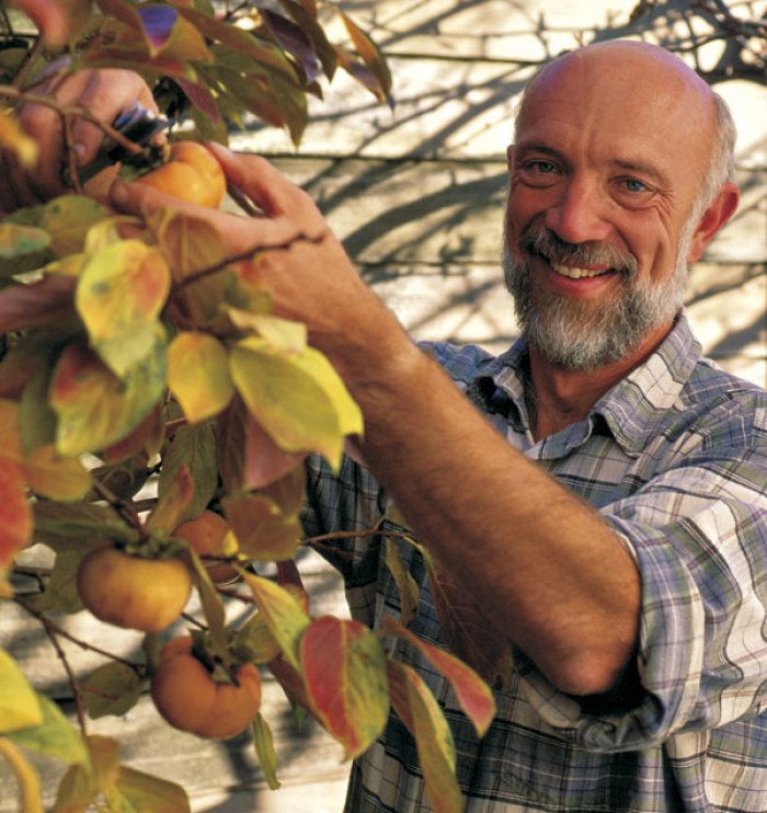 Growing Persimmons - FineGardening