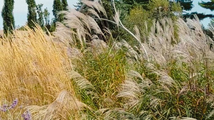 Native Alternatives to Hostas (That Are Deer Resistant) - Fine Gardening